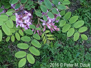 Robinia hispida (Bristly Locust): Minnesota Wildflowers