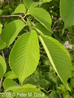 Ulmus rubra (Red Elm): Minnesota Wildflowers